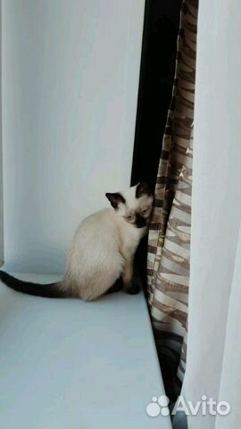 Сиамский котенок