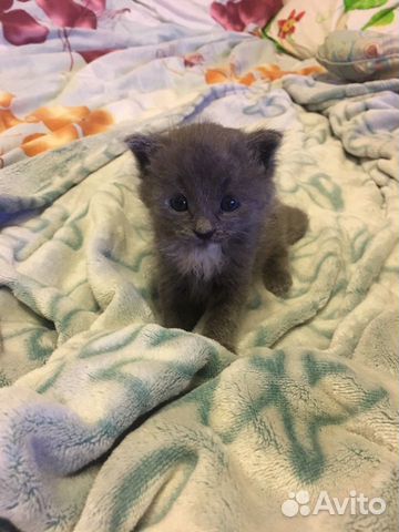 Полу британцы