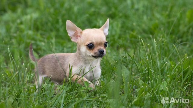 Микро гладик