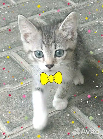 Котенок