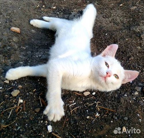 Котенок белоснежка