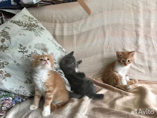 Котята в добрые руки.Котенок