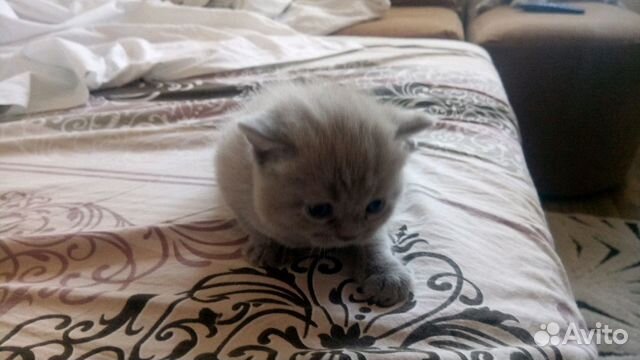 Шотландские котята