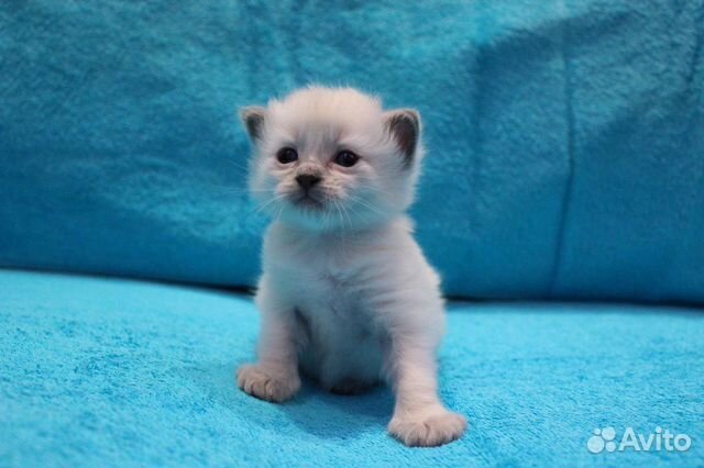 Котенок, который принесёт Вам удачу