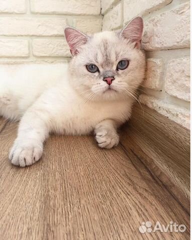 Кот Британская шиншила NS11