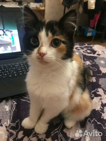 Миниатюрная кошечка Алиса