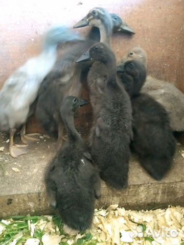 Утята индийского бегунка