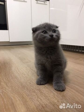 Чистокровная клубная кошечка скотиш-фолд