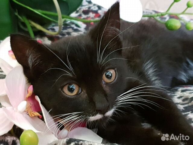 Котенок Федот в добрые руки