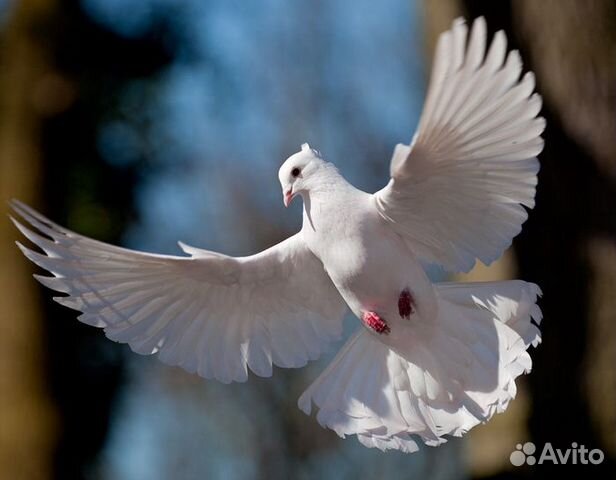 Свадебные голуби