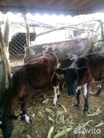 Продаются телята