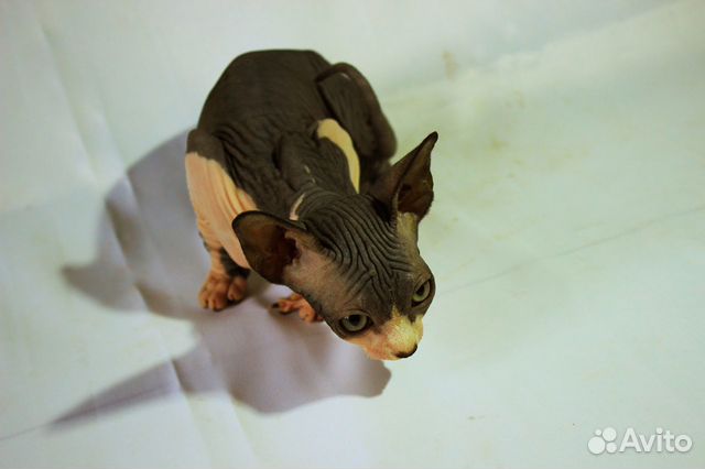 Продаю котенка Канадского Сфинкса возраст 2 месяца