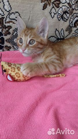 Очаровательные мальчуганы в самые добрые руки