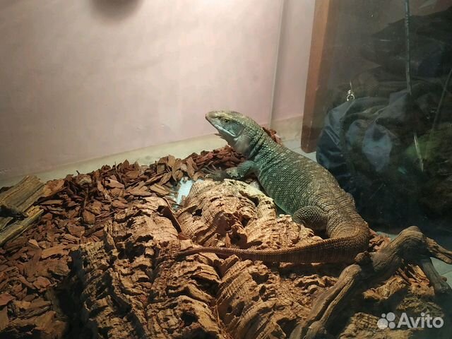 Капский варан
