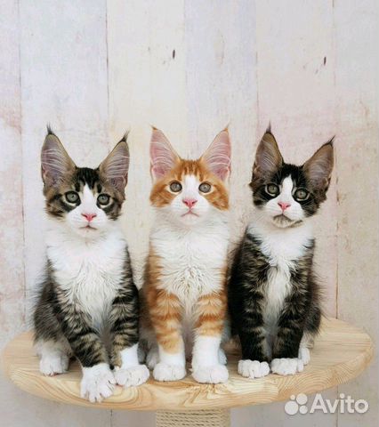 Породные котята мейн кун