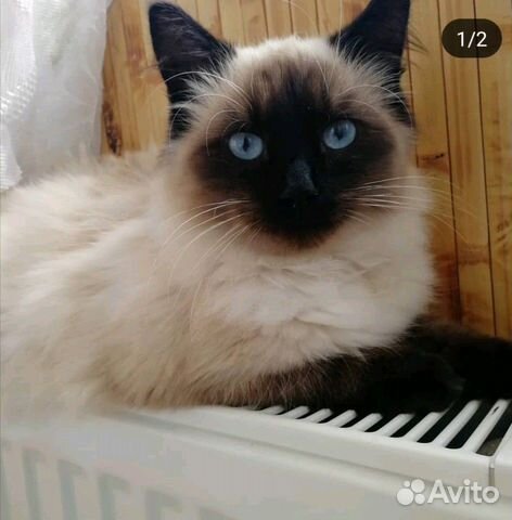 Сиамские котята