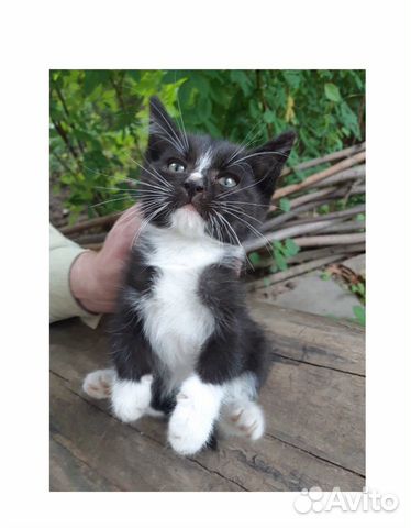 Котята Брутальный Красавчик Бобтейл дар в добрые р