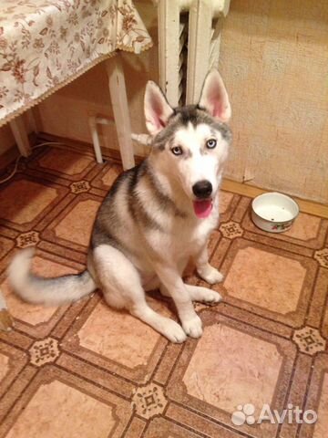 Сибирский хаски