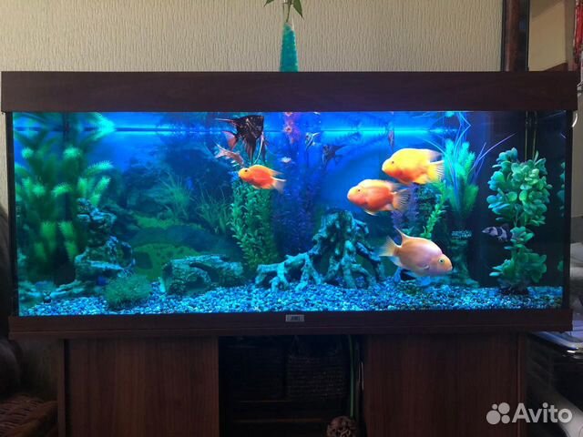 Аквариум Juwel 240 l. с рыбами