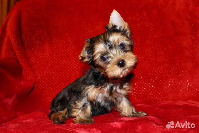 Щенки йоркширского терьера