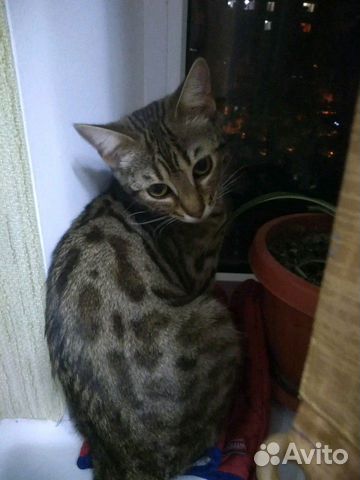 Отдадим в добрые руки бенгальскую кошку