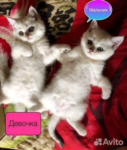 Британские котята