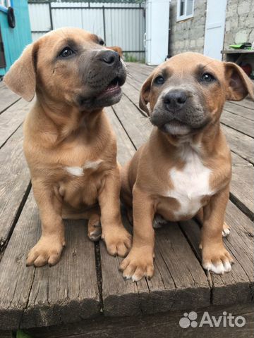 Щенки ам.стафф (помесь)