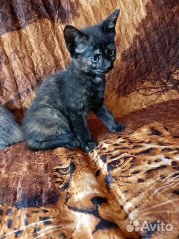 Даром(бесплатно) котята(бенгал+британец)
