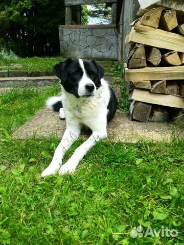 Умный, дружелюбный и при этом очень хороший охранн