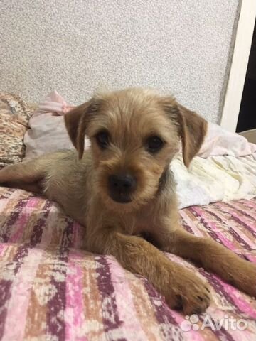 Помесь Той-терьер и Йоркширский терьер