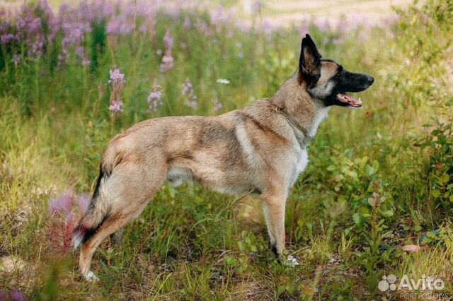 Бельгийская овчарка, близкий метис