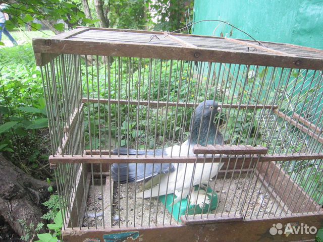 Урюпинский голубь