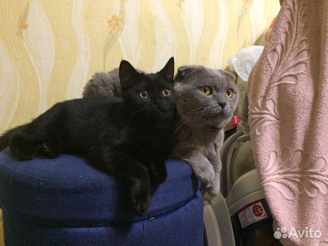 Очаровательная британка