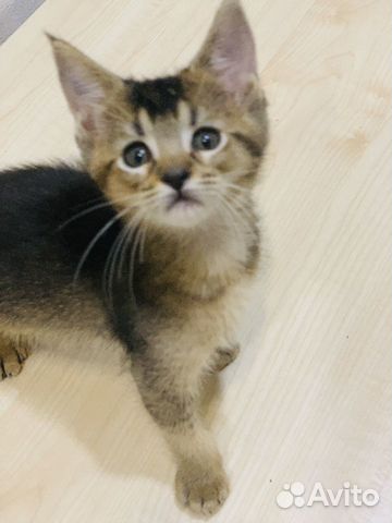 Продажа котёнка