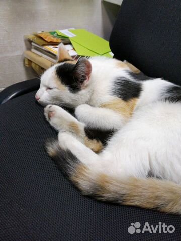 Отдам очень ласкового и умного котенка