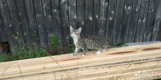 Отдается котенок-девочка, возраст 3 месяца