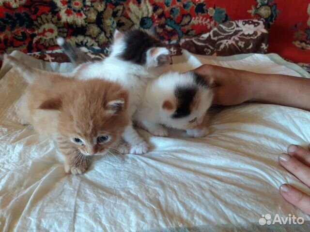 Котята в добрые руки