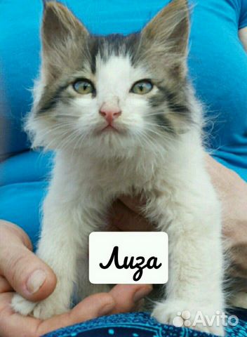 Милые котята в добрые руки