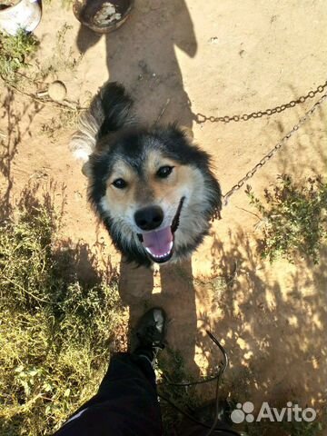 Собака по кличке,Бобик