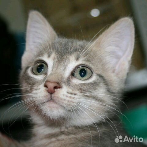 Котенок в добрые руки