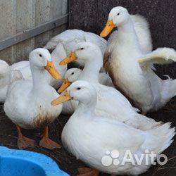 Утки бройлерные Стар53. Доставка