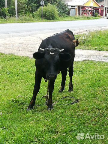 Продаётся бык