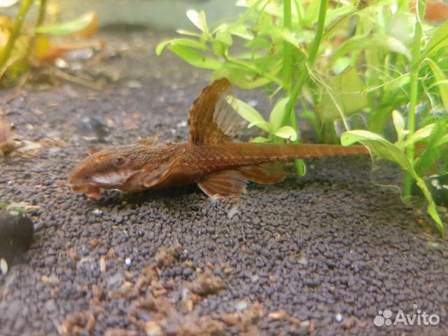 Лорикария красная. Самец