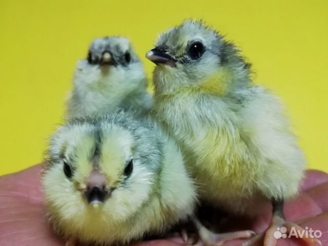 Барневельдеры (3-окраса), Виандоты, Амераукана, Ше