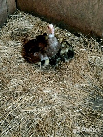 Индоутята с уткой