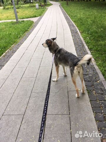 Собака Мотя