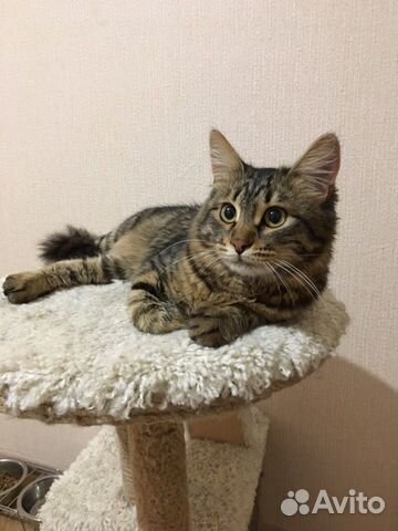 Кошка в добрые руки