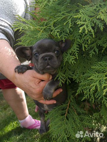 Французский бульдог Эксклюзивная девочка