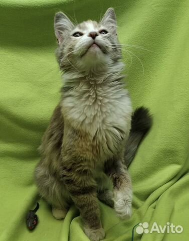 Ассоль кошка 1 год стерильная