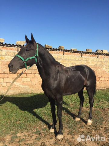 Продается племенной жеребец